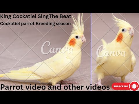 King Cockatiel sing the beat #birdsofinstagram |#birds #pets #cute # ...