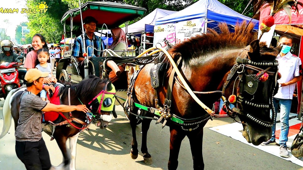 Kuda Keliling Naik Kuda Dokar Kuda Delman Kuda Andong Kuda Purwokerto ...
