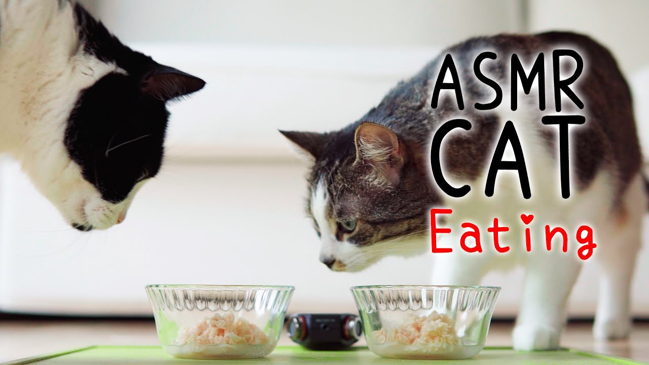 🎧 ASMR Cat Eating #102 - YouTube