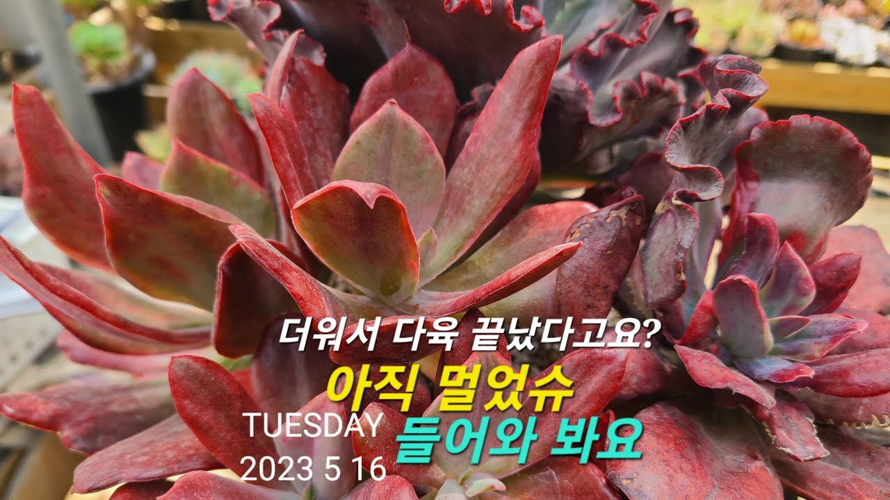 2023년 5월16일 세일 할인~국민다육 방문구매3개5000원선녀와나무꽃화분다육신상안내다육금화분택배다육택배다육이다육식물인천다육 Youtube