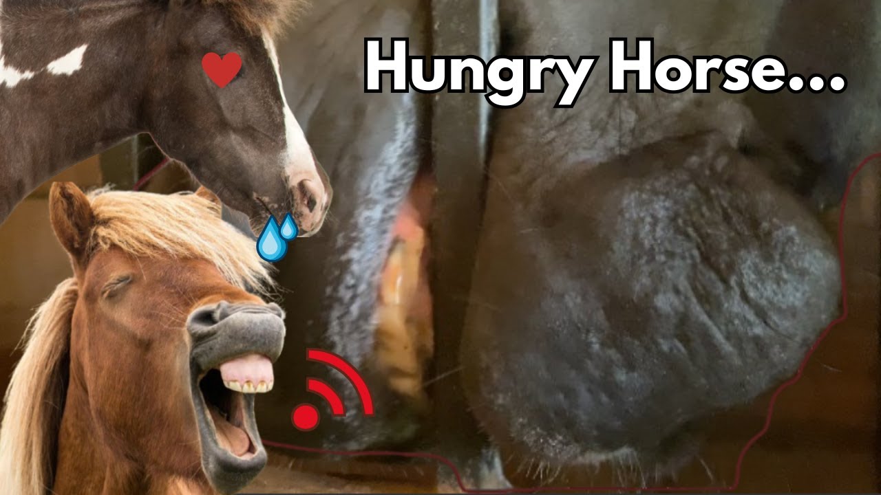 Have you EVER SEEN A HORSE I have (Horse Showcase Texas Style) - YouTube