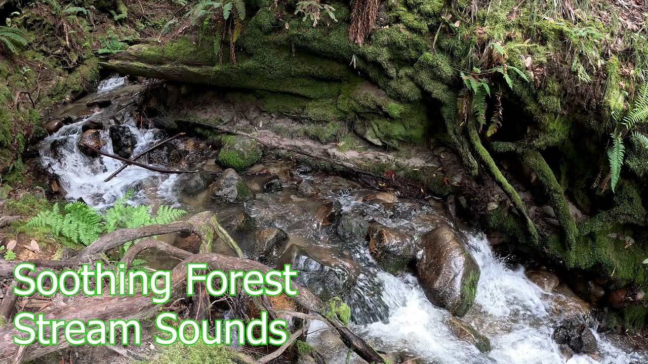 Sit Back and Relax to the Soothing Forest Stream Sounds! - YouTube
