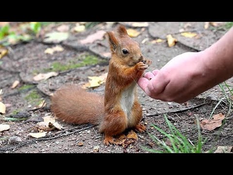 КАК И ЧЕМ КОРМИТЬ БЕЛОК БЕЗОПАСНО И ПРАВИЛЬНО? БЕЛКА В ПАРКЕ - YouTube