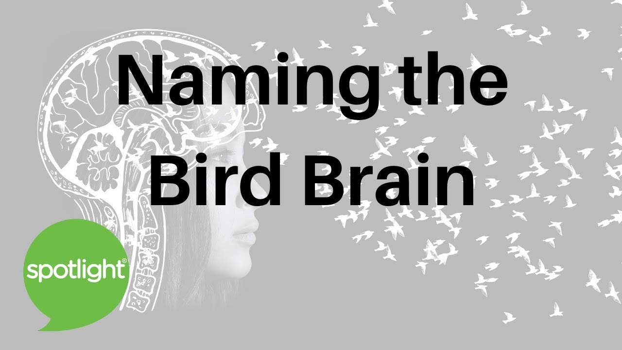 Naming the Bird Brain | practice English with Spotlight - YouTube