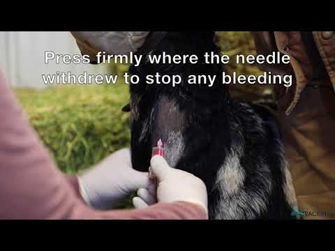 Taking a Goat Blood Sample for Diagnostic Testing - YouTube