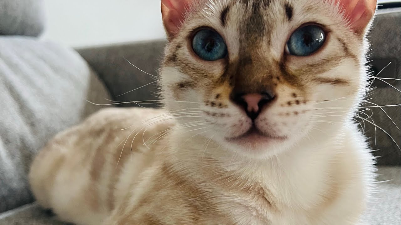 Relaxing sounds of a beautiful cat's purring! - YouTube