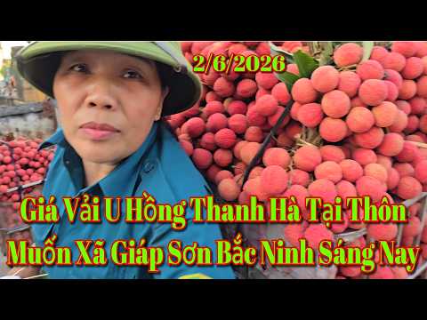 Báo Giá  Vải U Hồng Thanh Hà Tại Thôn Muối Xã Giáp Sơn Bắc Ninh Sáng Nay