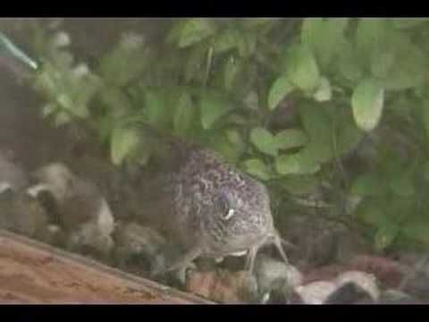 Baby Corydoras Catfish - YouTube