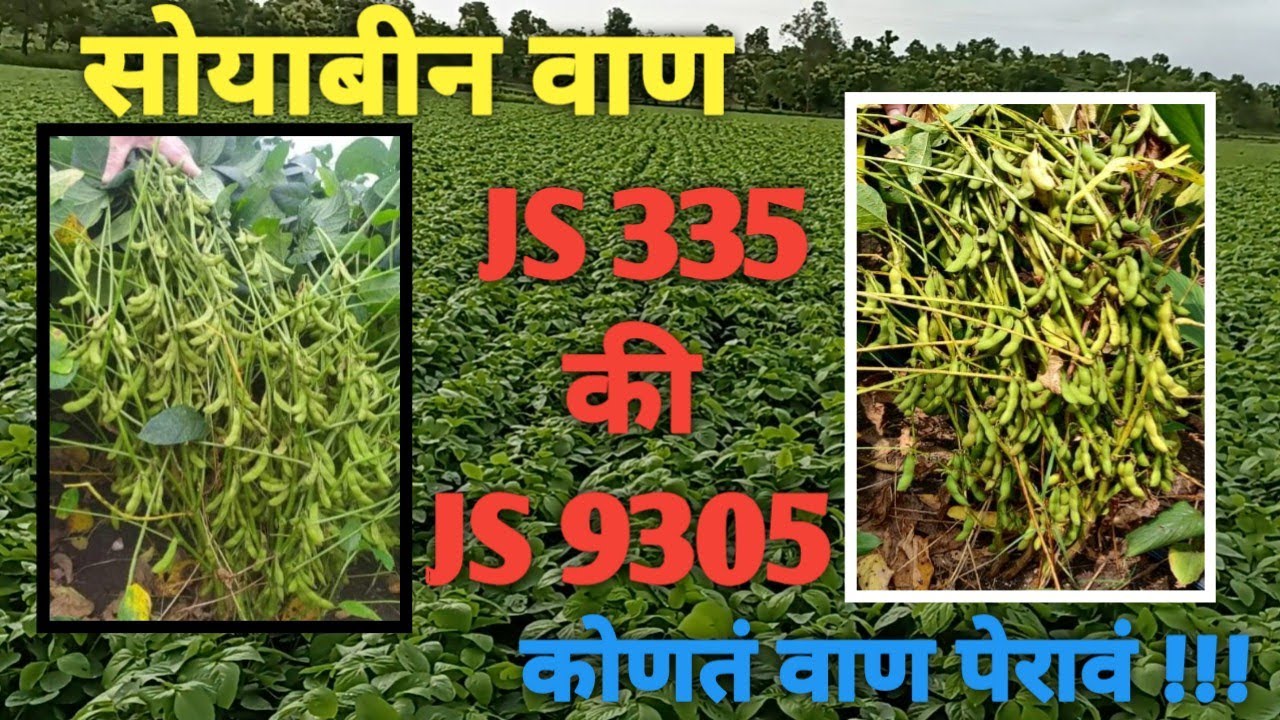 सोयाबीन वाण JS 335 की JS 9305 कोणतं वाण पेरावं !!! हे वाण पेरा डबल ...