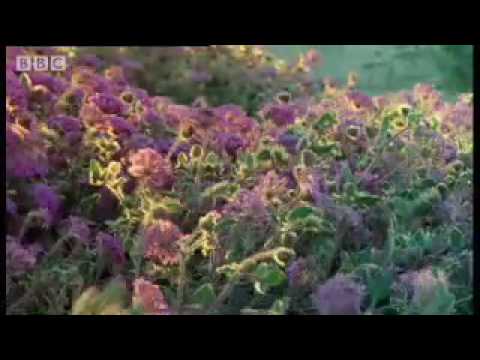 Ground Sloth & Vampire Bats - Wild New World - BBC Planet - YouTube