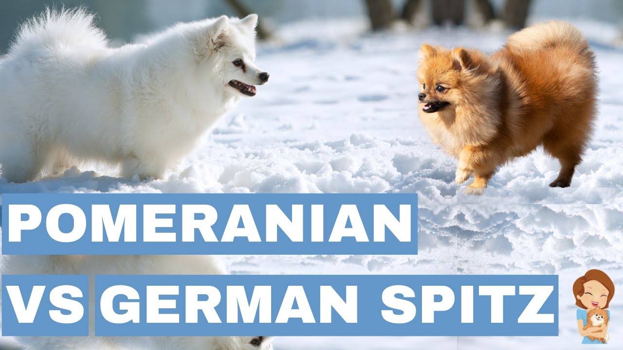 Pomeranian vs. German Spitz: Similarities & Shocking Differences! - YouTube