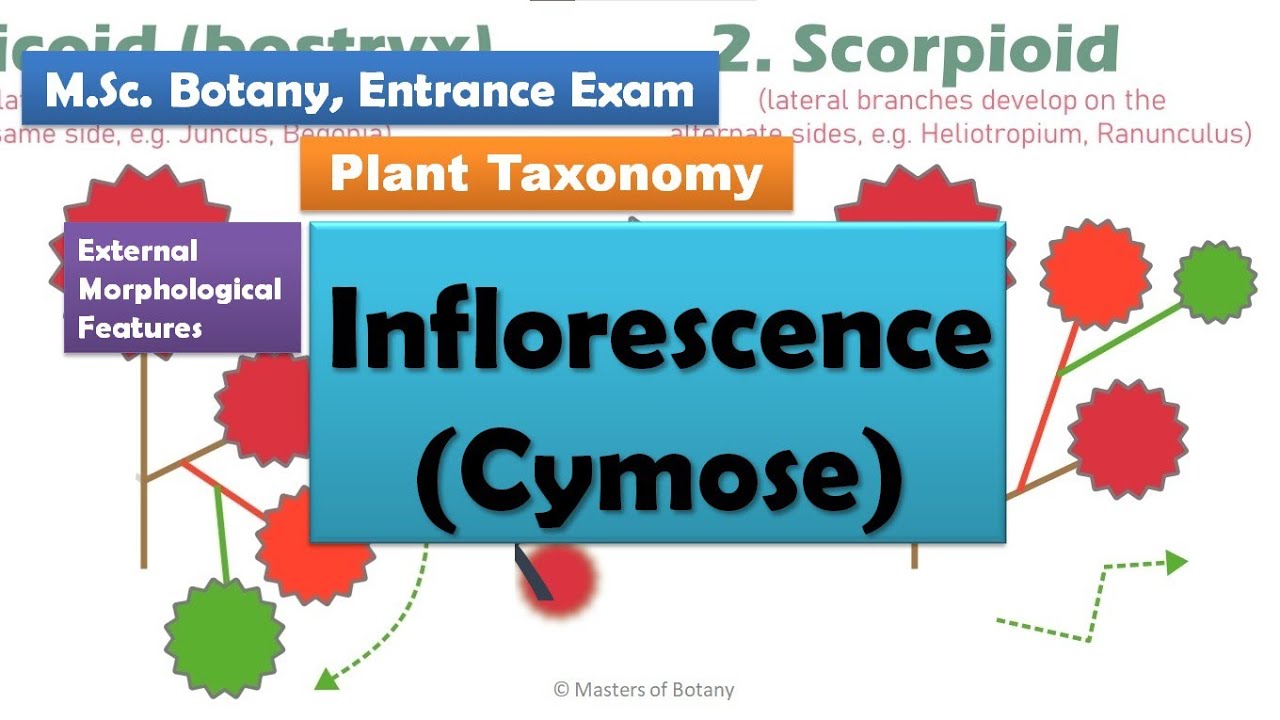 Inflorescence (Cymose) | Angiosperms External Morphology | B.Sc. and M ...