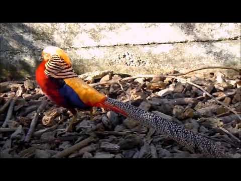 Beautiful Golden Pheasants and Wading Birds - YouTube