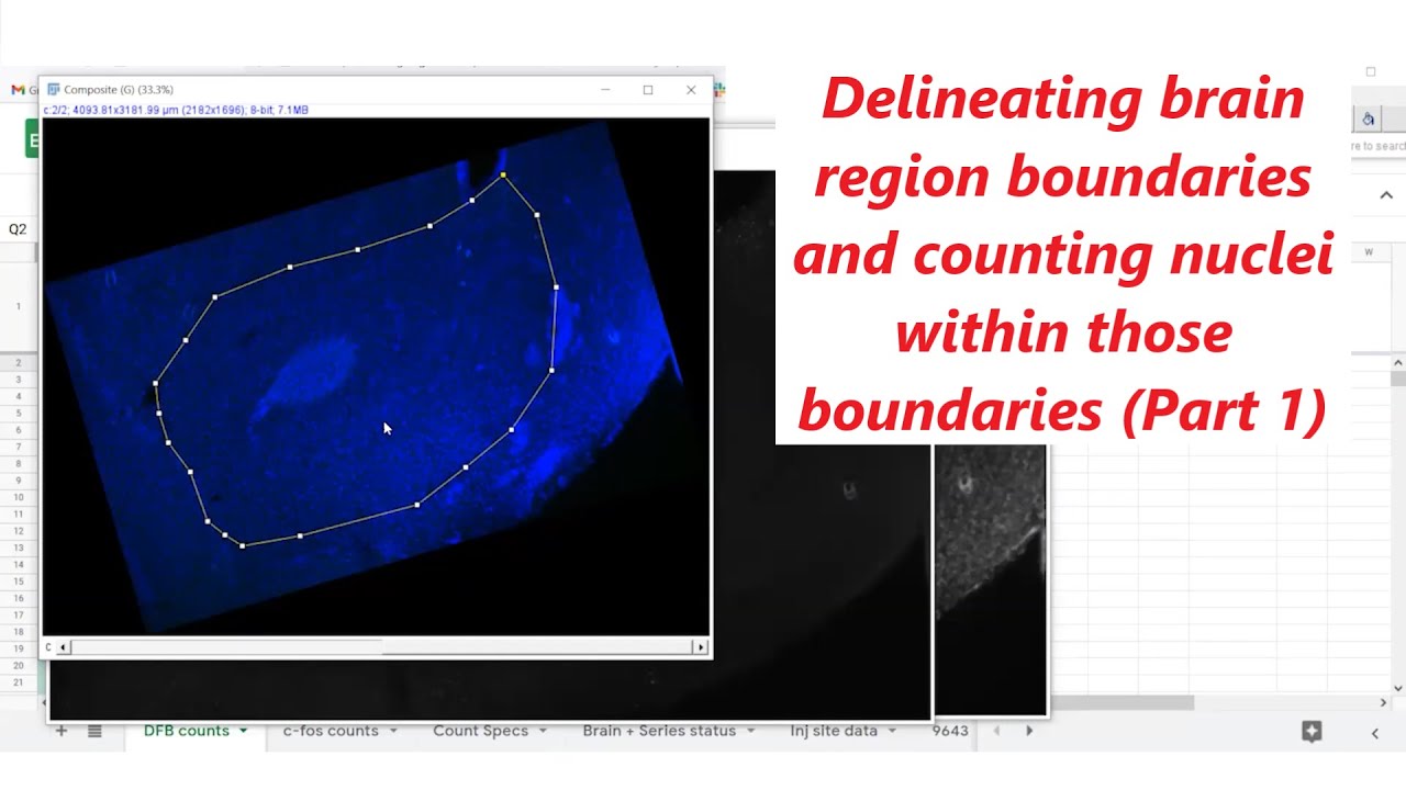 Delineating specific brain regions and counting nuclei with FIJI ...