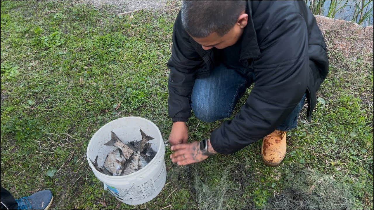Big Big Mullet By The Hundreds (Buckets by Buckets) in #Florida - YouTube