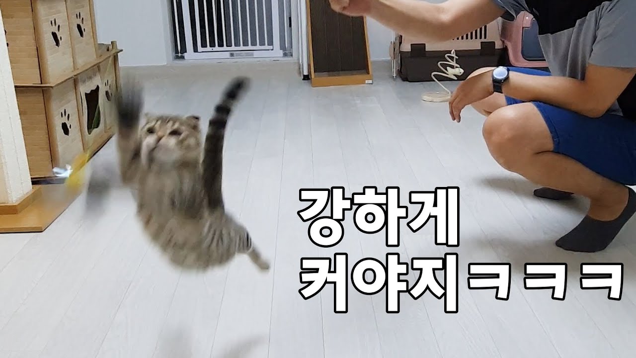 아빠한테 고양이를 함부로 맡기면 안 되는 이유ㅋㅋㅋ Youtube