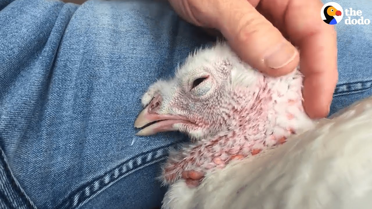 All This Rescued Turkey Wants To Do Is Cuddle - YouTube