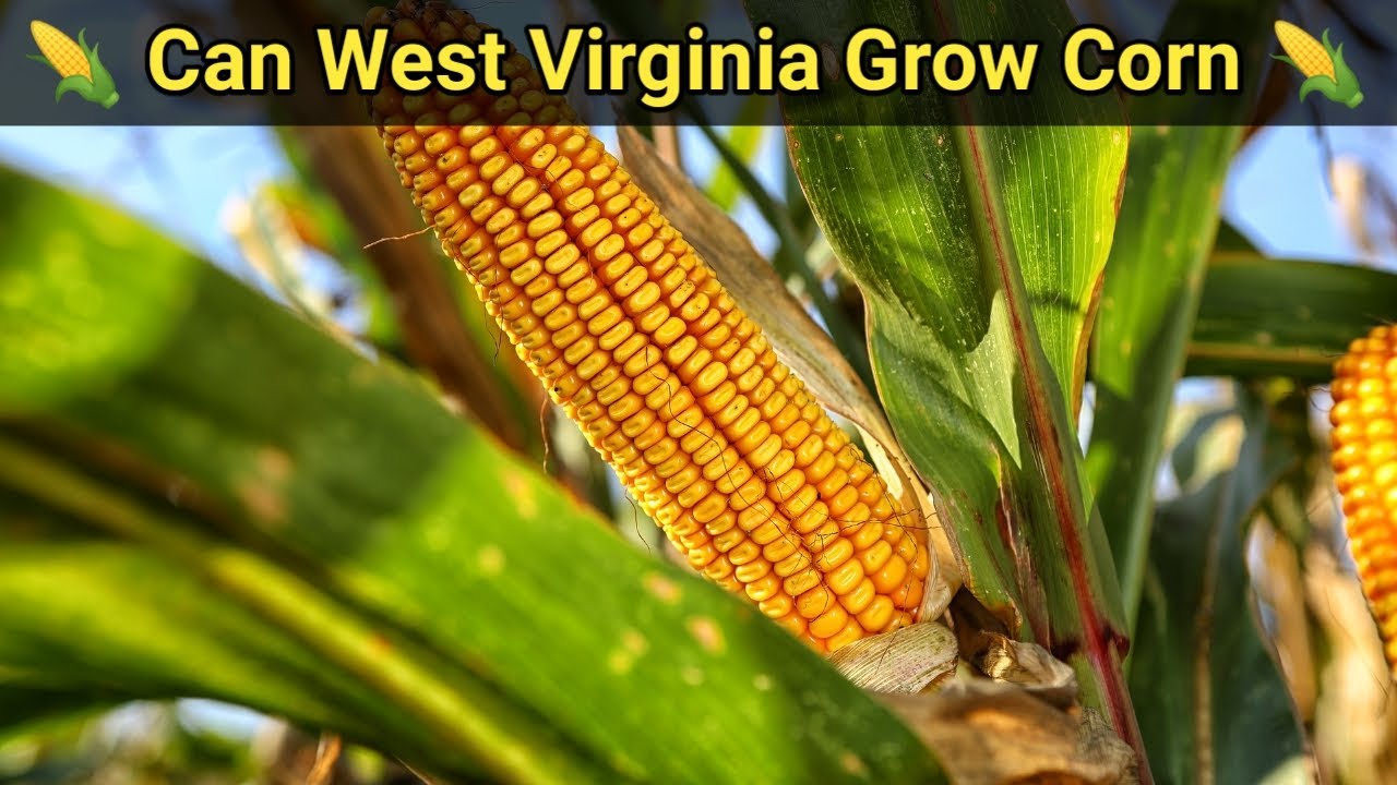 Can West Virginia Grow Corn || Crop Profile for Corn Sweet in West ...