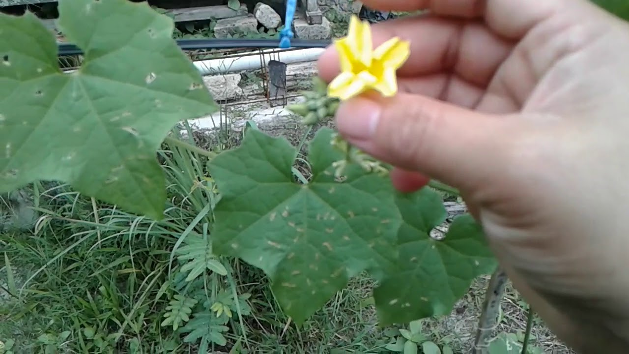 PENYERBUKAN BUNGA JANTAN&BETINA SECARA BUATAN||TANAMAN GAMBAS DAN PARE ...