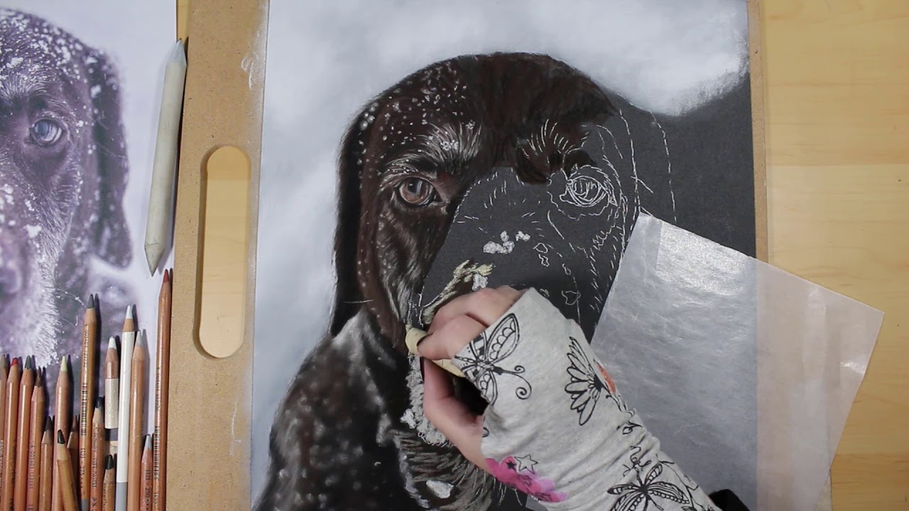 How to draw a Chocolate Labrador in Pastel - YouTube
