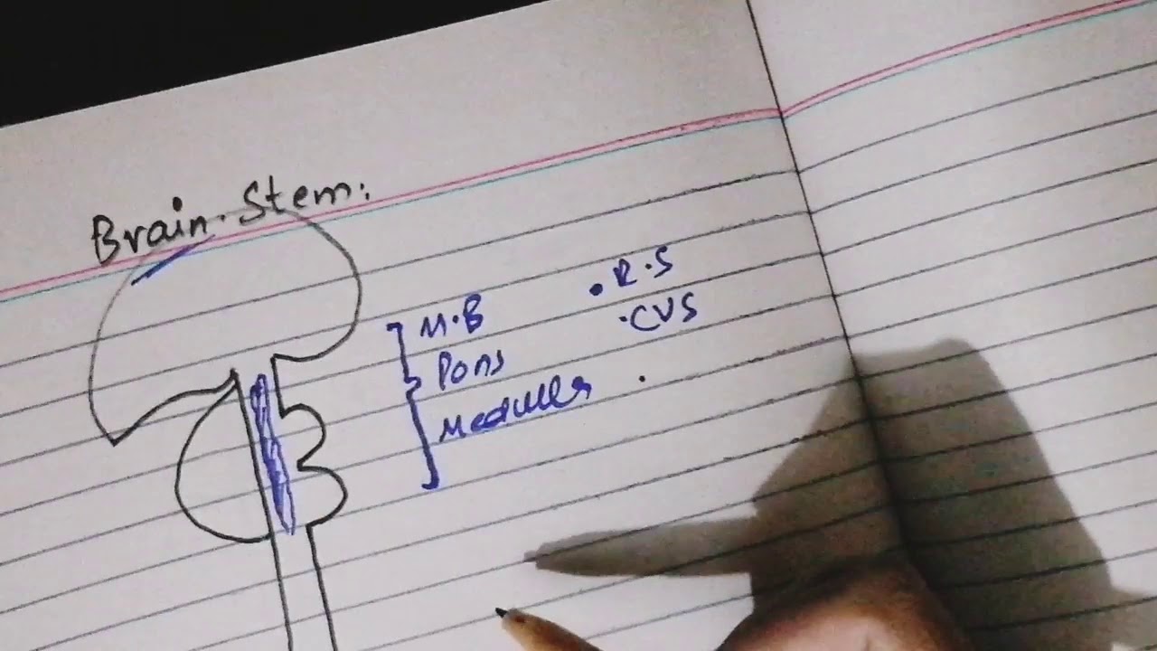 Anatomy of Brain stem / functions of brainstem - YouTube