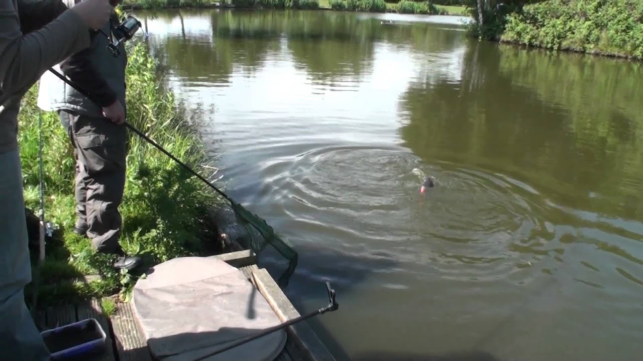 Carp Caught on Floating Feeder - YouTube