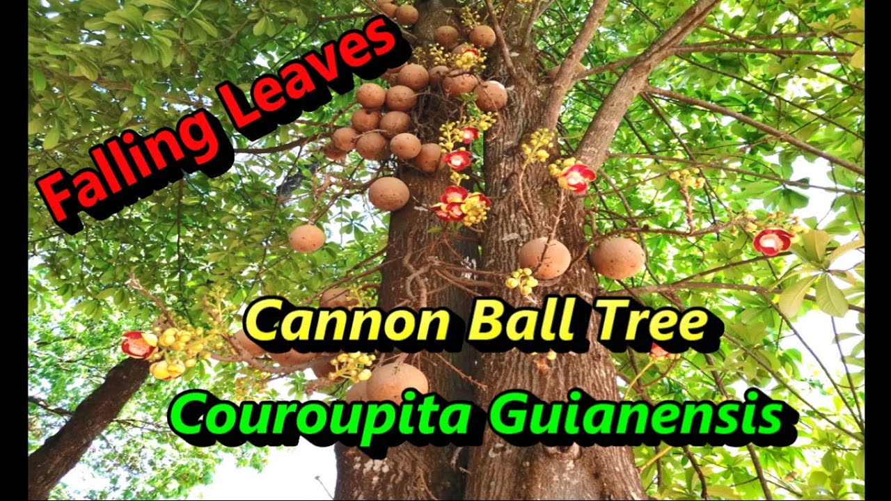 Falling Leaves || Canon ball tree || Life Cycle || - YouTube