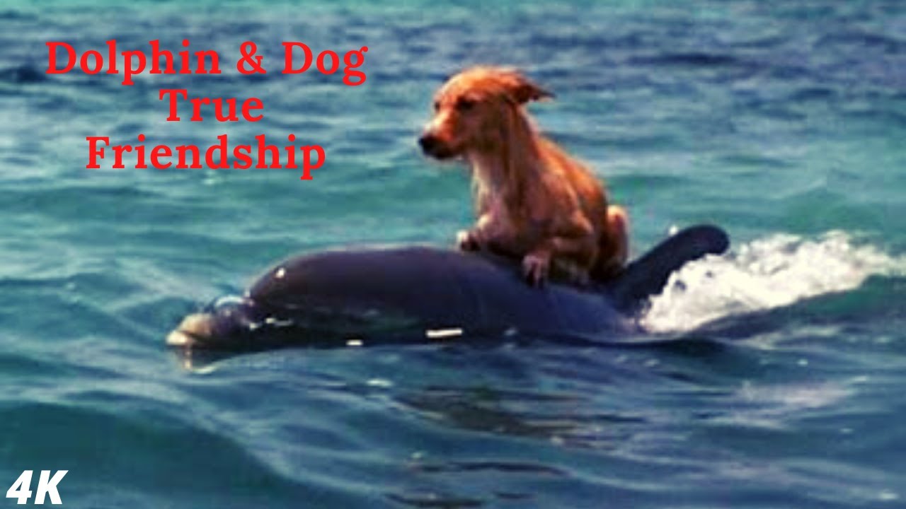 Dolphin and dog......True friendship! - YouTube