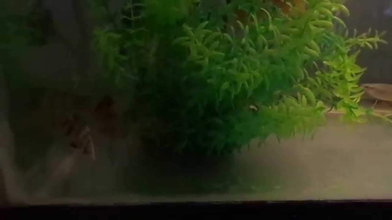 Baby Indonesian Tiger Datnoid fish eating frozen thawed bloodworms in ...