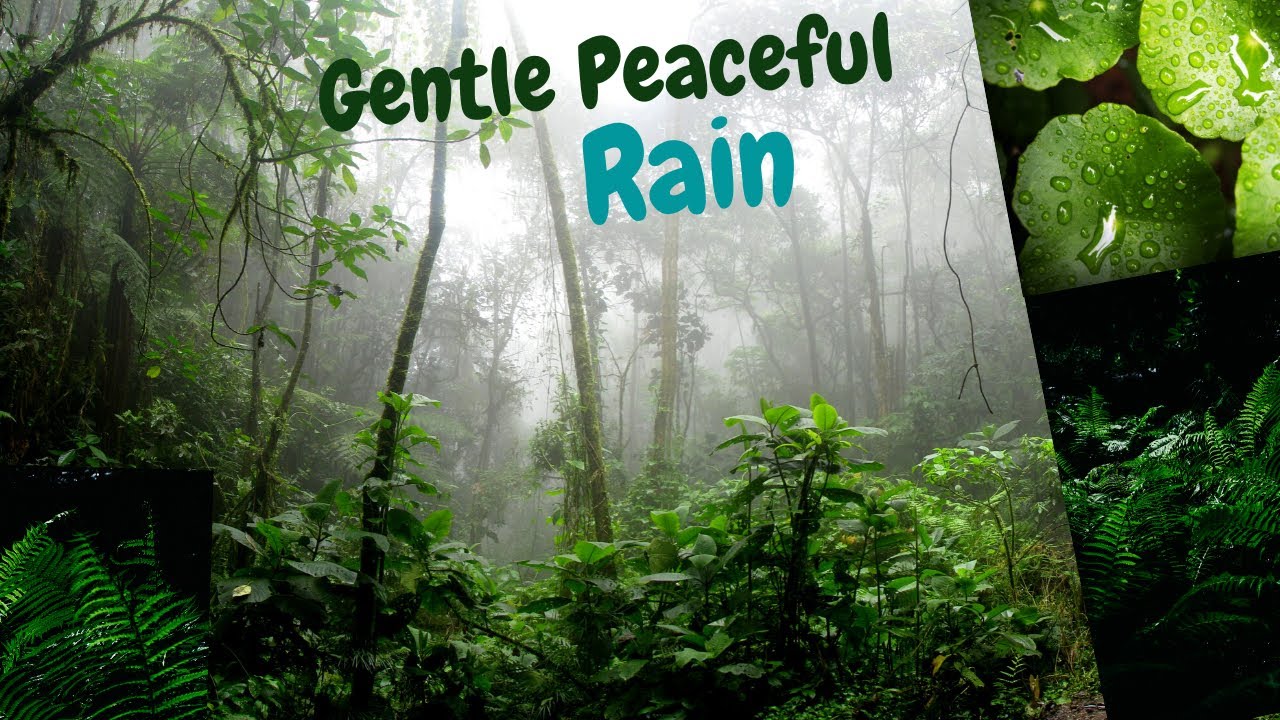 Gentle peaceful Rain // Rain Sounds for Relaxing Sleep, insomnia ...