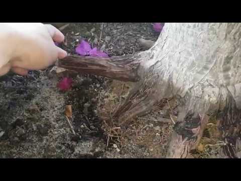 How to Transplant Dragon Tree (Dracaena Draco) and Keep It Alive - YouTube