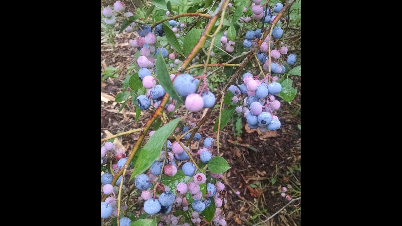 Blueberries are ornamental plants - YouTube