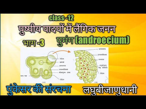 पुंकेसर लघुबीजाणुधानी ।। punkesar ki sanrachana।। pushpiy padap me ...