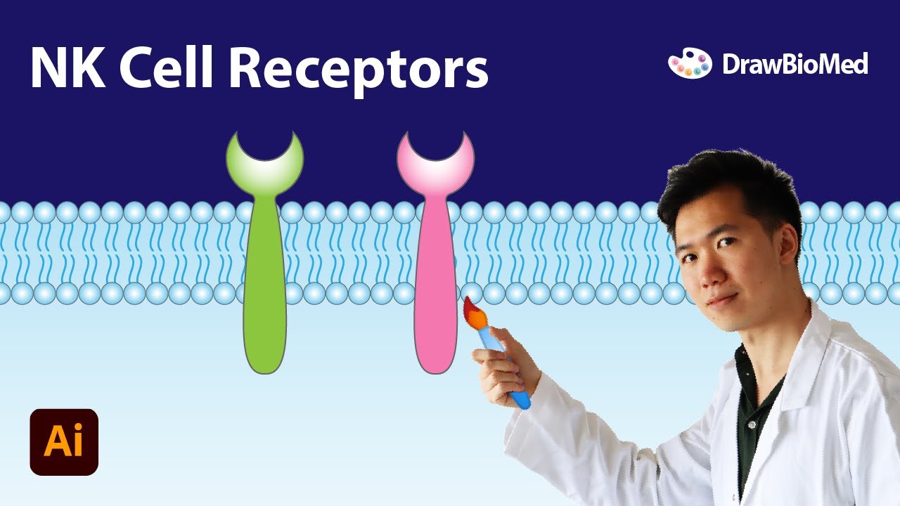 How to Draw Nature Killer Cell Receptor | Scientific Illustration ...