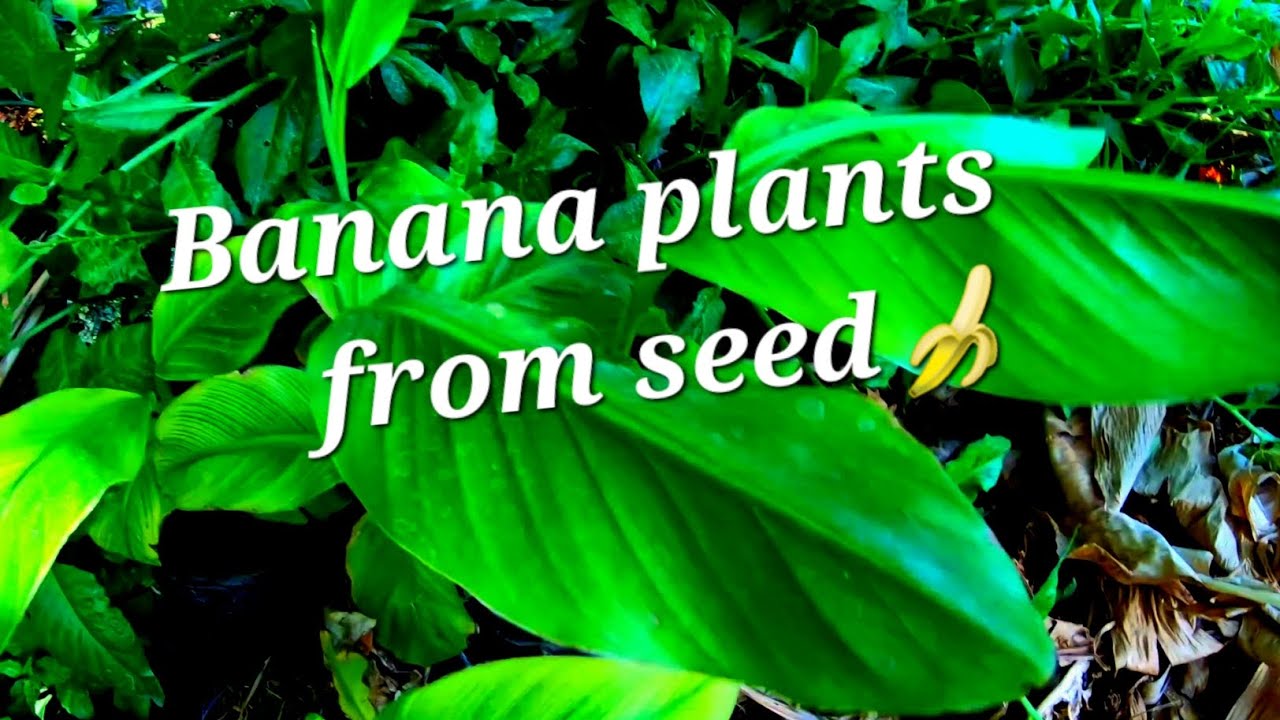 Why you need to grow pink fuzzy bananas! - YouTube
