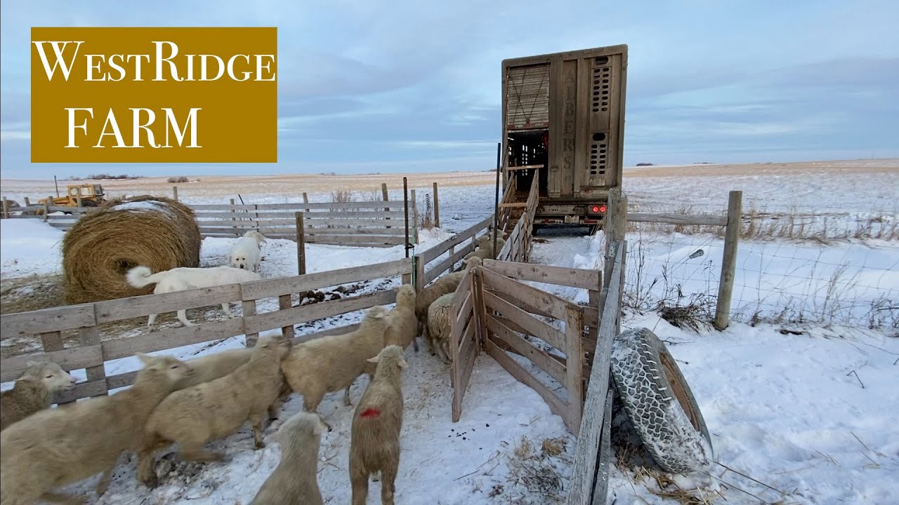 v 217 Sorting 105 lambs for the TRUCK (part 2) - Sheep Farm - YouTube