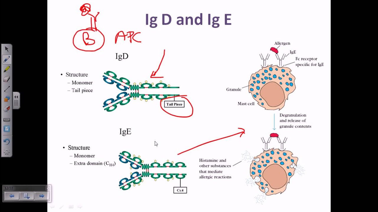 IgD and IgE - YouTube