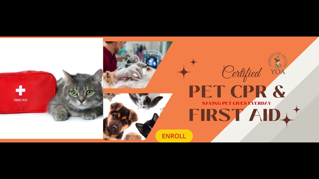 First Aid & CPR Training - YouTube