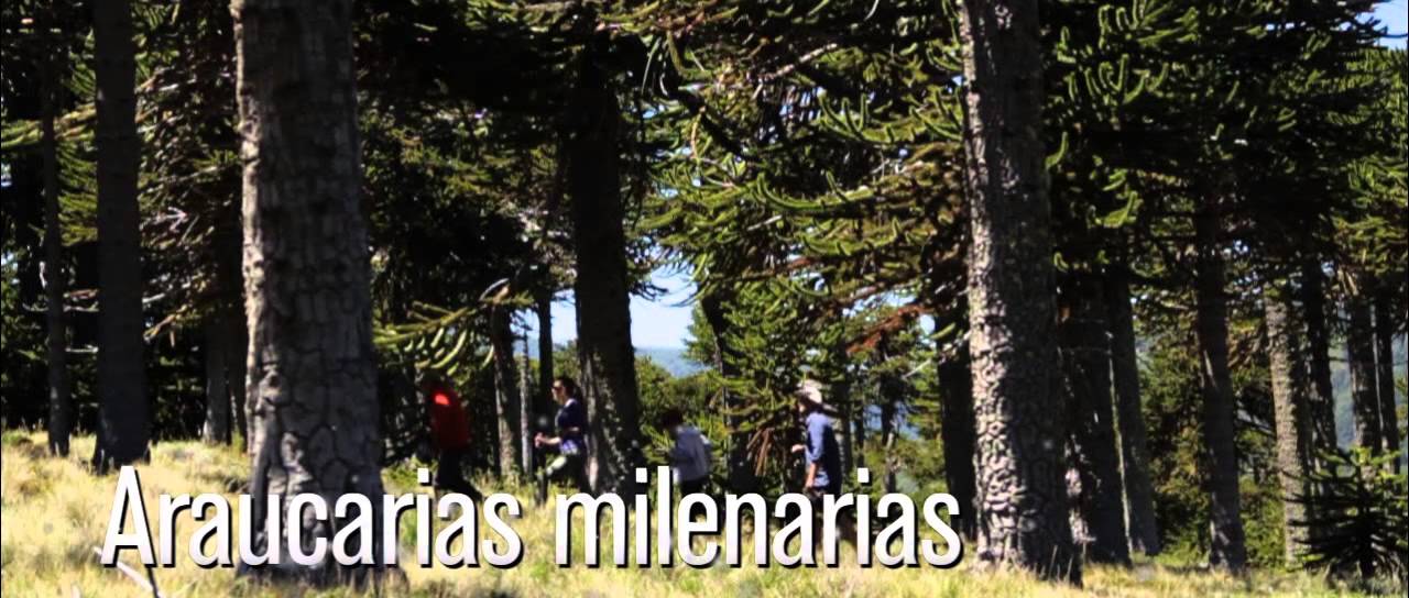 Chile's First Geopark - Geoparque Kütralkura - Conservation Tours by ...