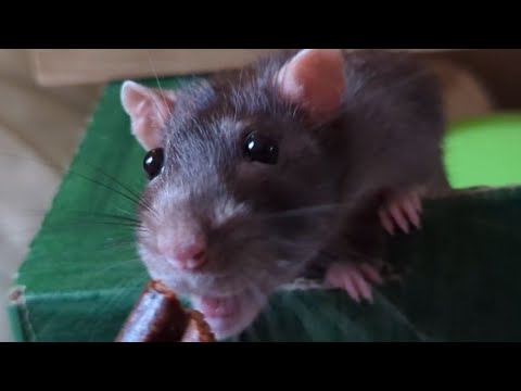 Labrador, Rabbit & Rat pals enjoying a sausage & Hobnob. ♥️ - YouTube
