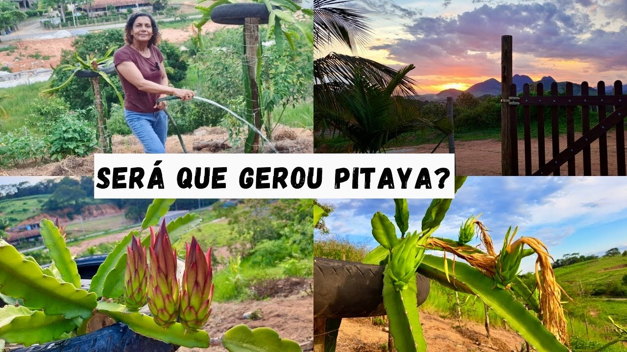 TEM 14 TIPOS DE FRUTAS NO POMAR + MOLHEI TODAS AS FRUTÍFERAS - YouTube