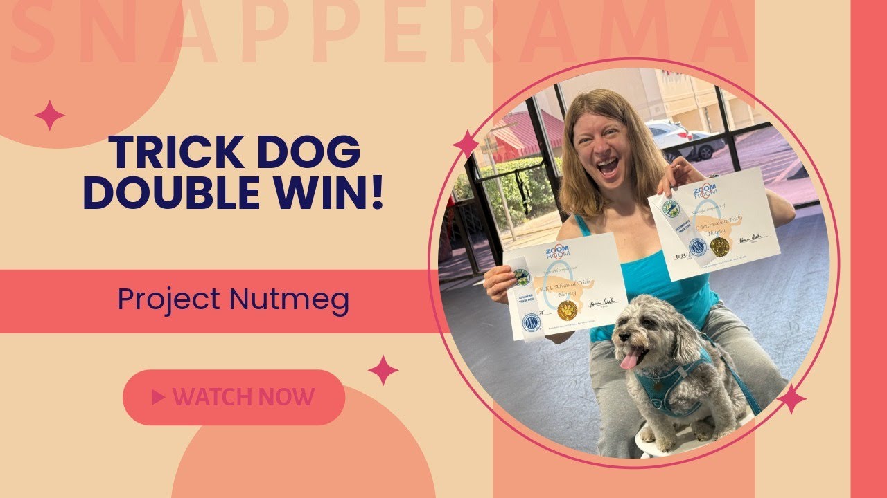 Project Nutmeg: AKC Intermediate AND Advanced Trick Dog! - YouTube