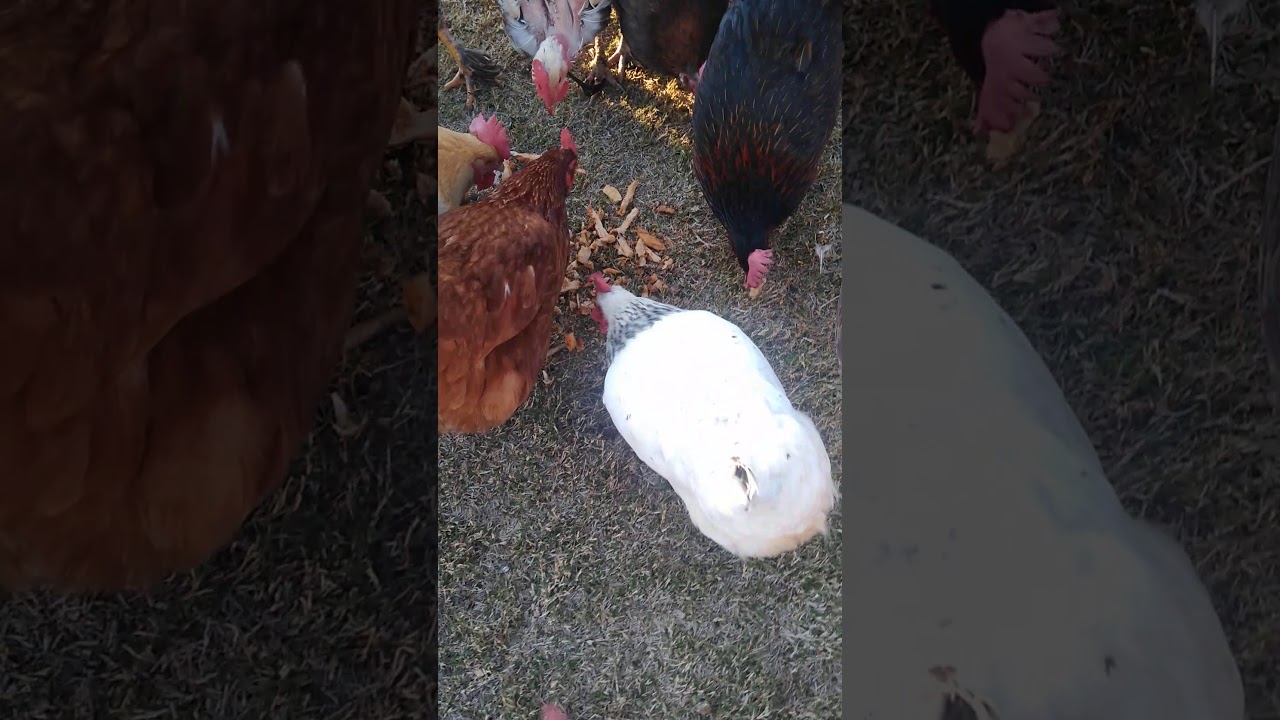 Pollos comiendo pollo - YouTube