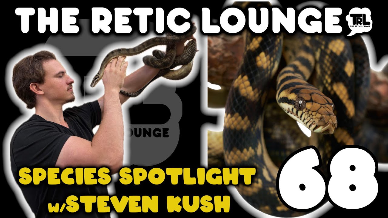 Species Spotlight Scrub Pythons | Steven Kush | The Retic Lounge #68 - YouTube