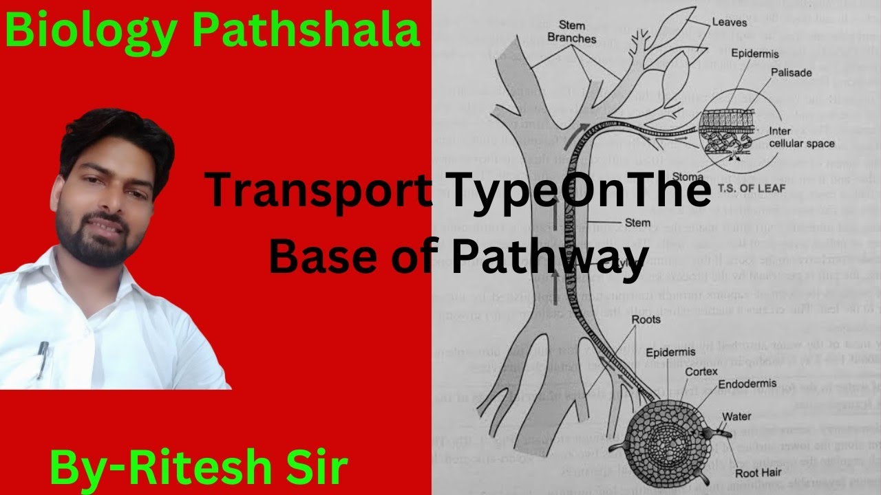 Transport in plant water and minerals type for TGT-PGT KVS NVS BSC MSC ...