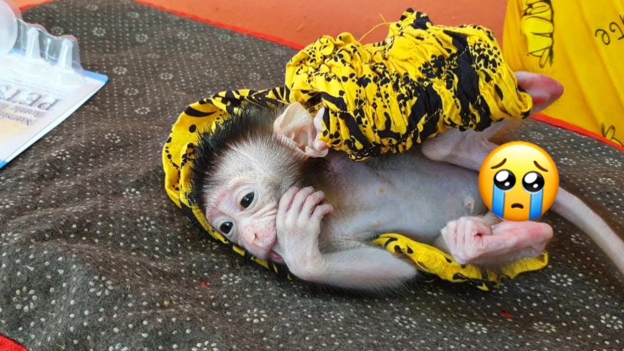 Gorgepus little baby monkey S adly sleep with soft Towel - YouTube