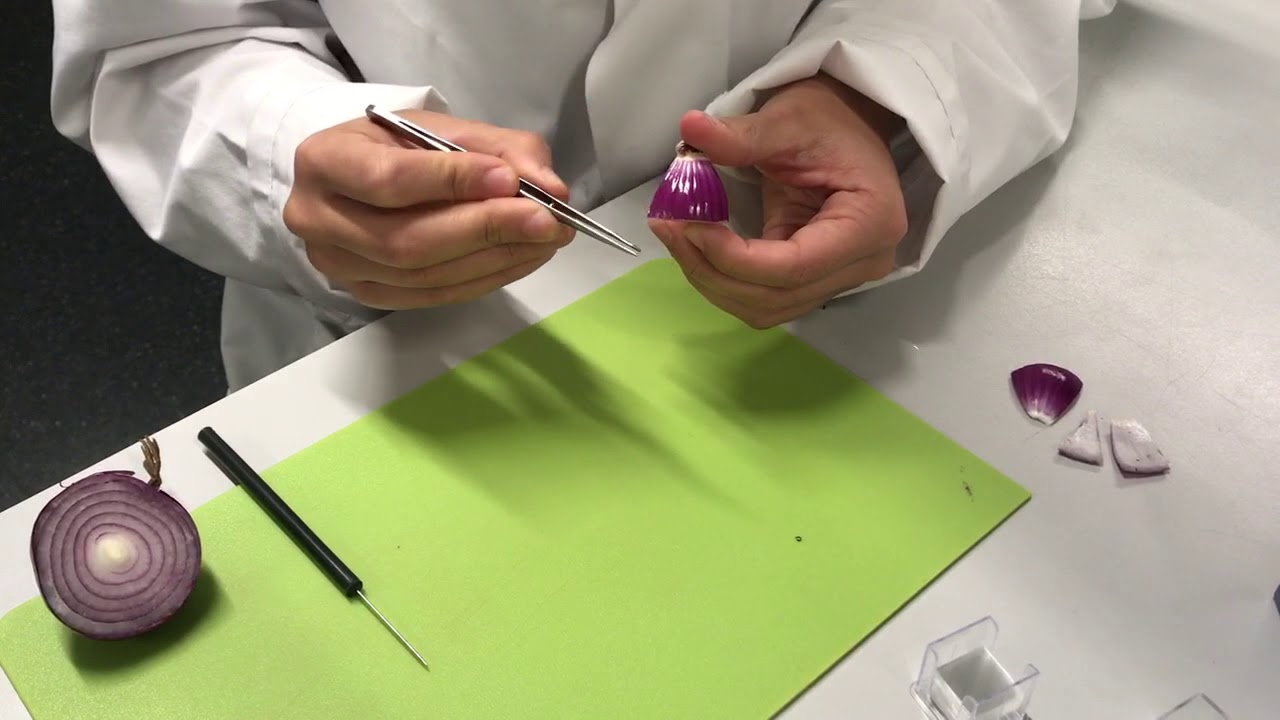 Preparaat vlies buitenkant rode ui - YouTube