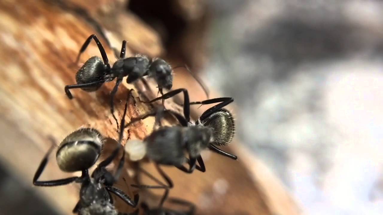 Excursao na Serra da Miaba Sergipe - YouTube