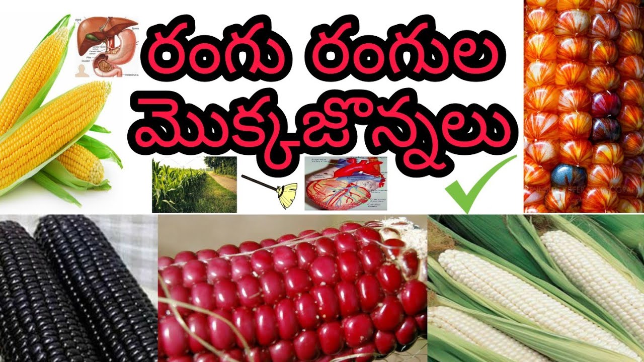 Corn crops - YouTube