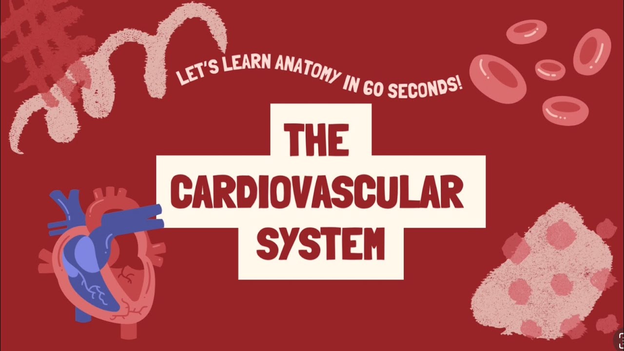 FINAL PROJECT ANATOMY & PHYSIOLOGY II - HOW TO LEARN ANATOMY IN 60 ...